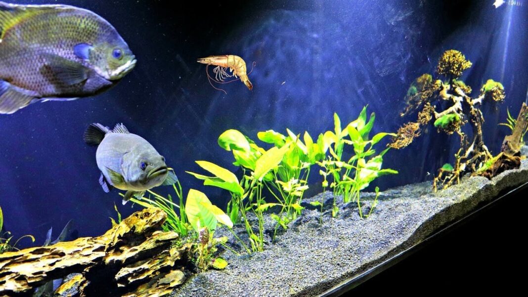 What Do Bluegill Eat? 5+ Interesting Things About ...