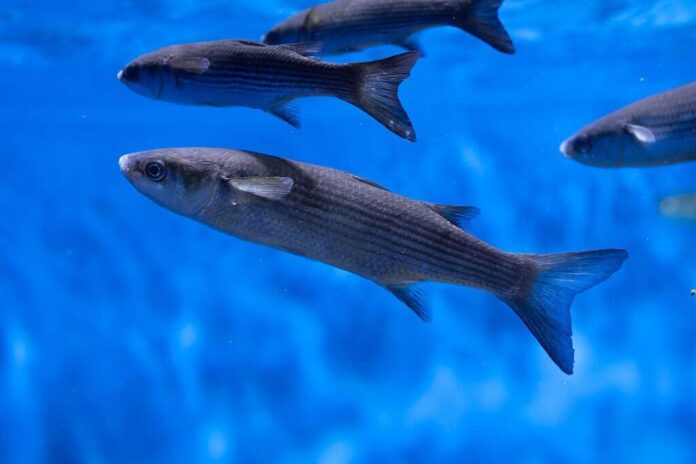 Are Mullet Good To Eat? What Does Mullet Fish Taste Like ...