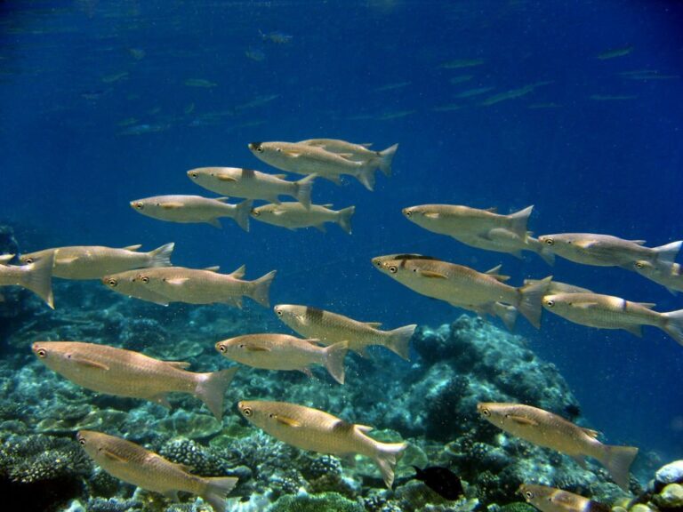 What Do Mullets Eat? Top 7+ Favorite Baits Of Mulletsouachitaadventures.com