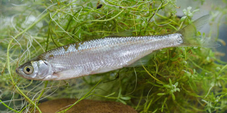 How Big Do Minnows Get? Are They baby fish? | ouachitaadventures ...