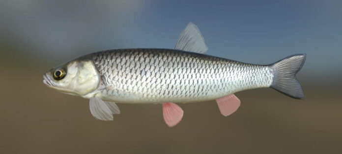 How Big Do Minnows Get? Are They baby fish? | ouachitaadventures ...