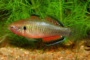How Big Do Minnows Get? Are They baby fish? | ouachitaadventures ...