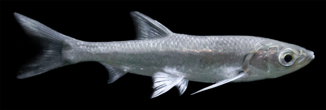 How Big Do Minnows Get? Are They baby fish? | ouachitaadventures ...