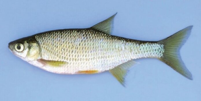 How Big Do Minnows Get? Are They baby fish? | ouachitaadventures ...